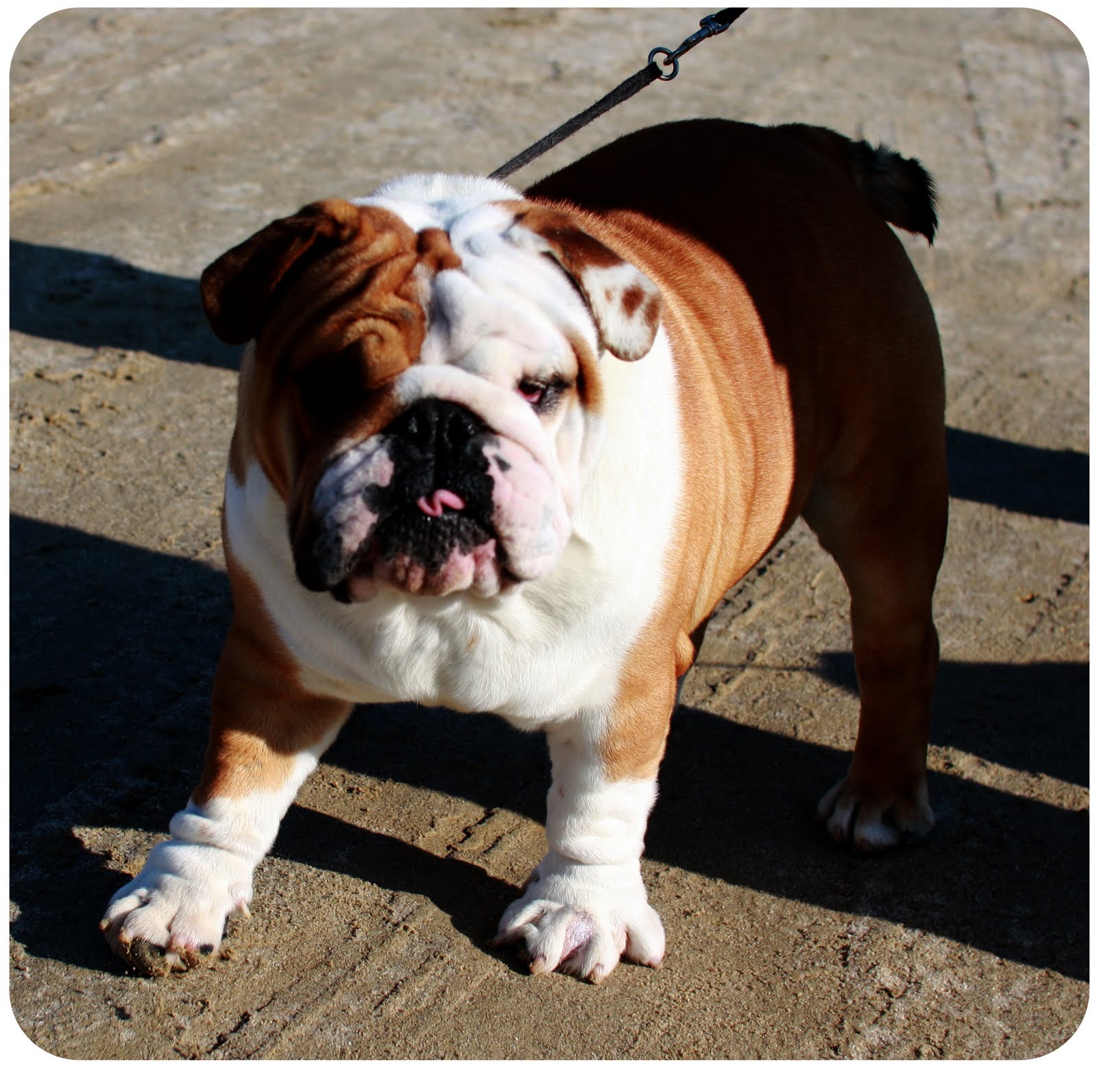 Wonju Wife: The Blog Goes to the Dogs