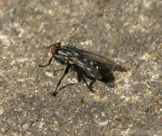 Bairro do Oriente: O moscardo maroto da blogosfera