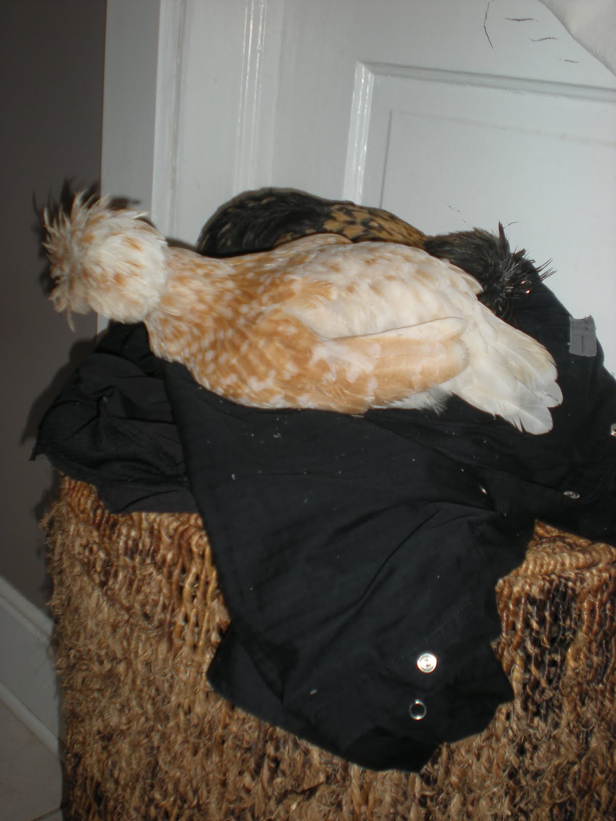 Bilingual Wannabe: Quiero Aprender Spanish: Pollos Mojados