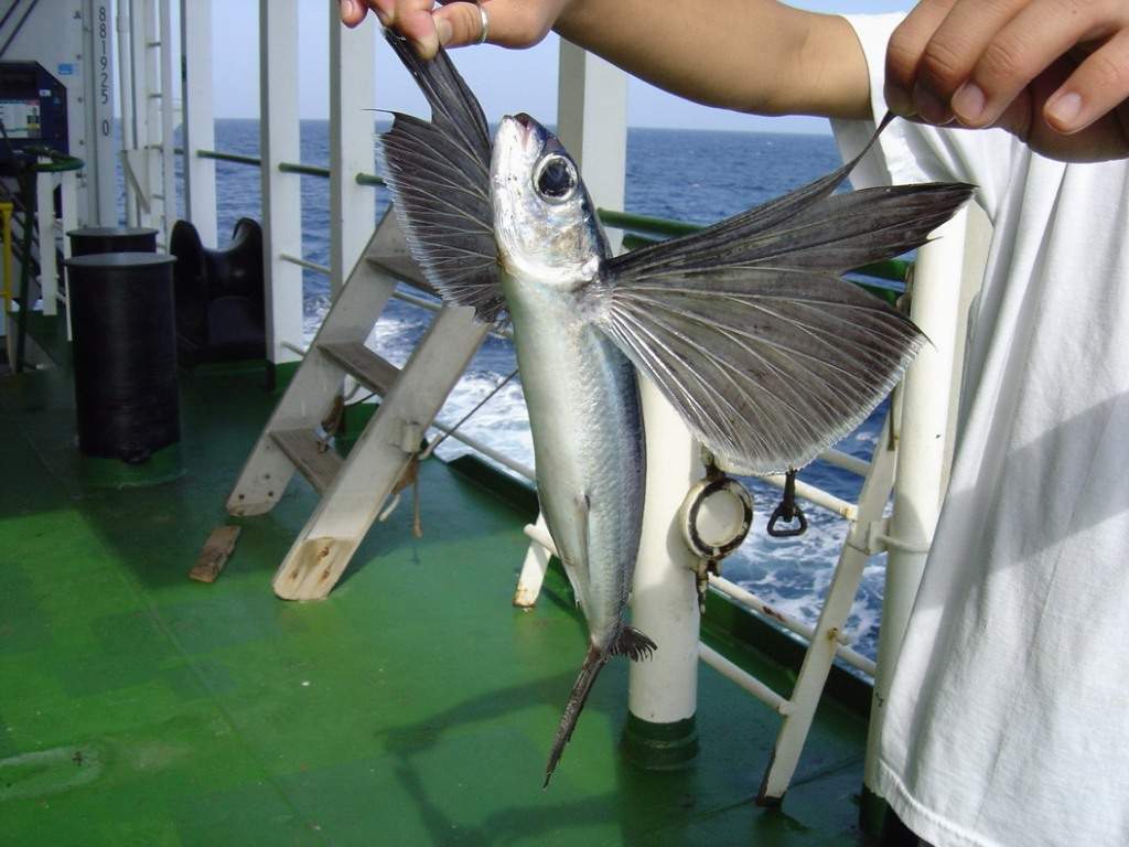 Picture Frenzy: Flying Fish (Photos Plus Video)