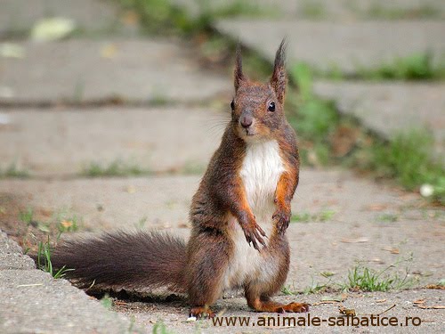 Poze cu ......: POZE CU ANIMALE