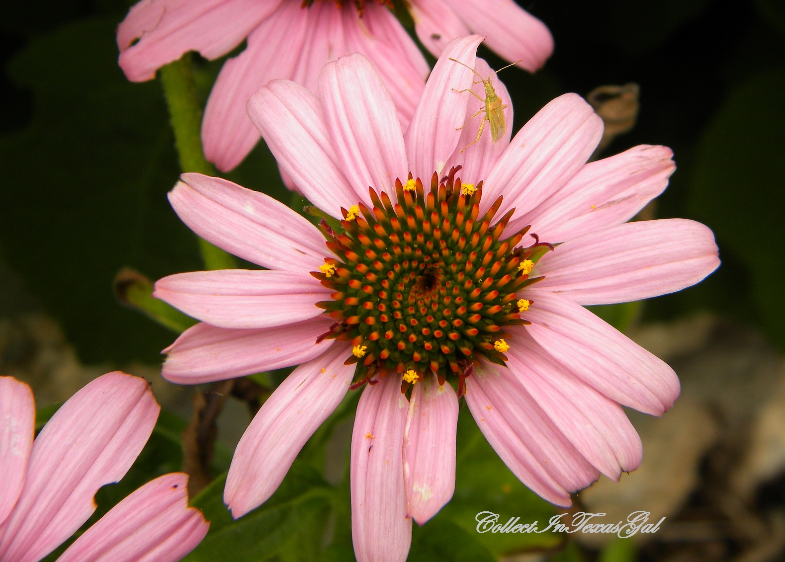 CollectInTexas Gal PhotoBlog: Patterns, Patterns & A Pattern for Friday ...