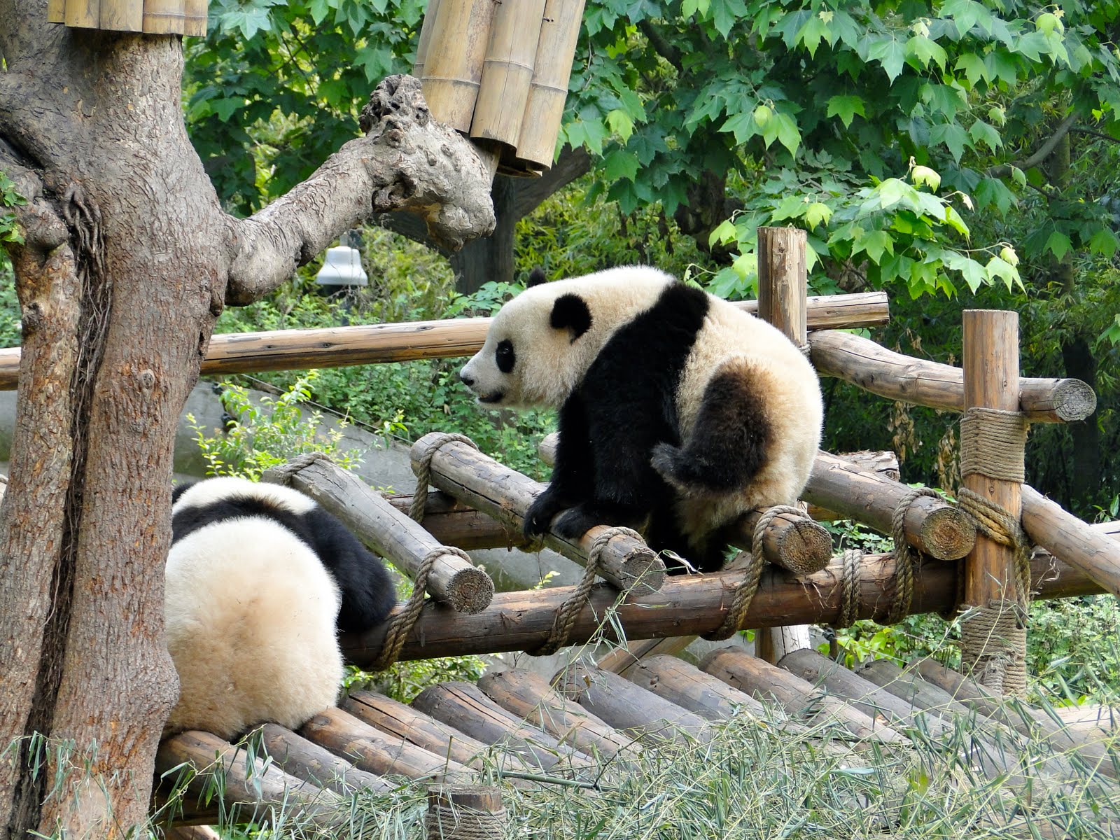 Two Pandas Walk into a Bar...