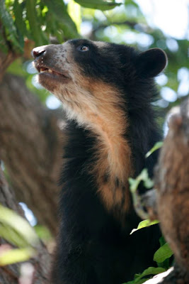 Chaparrí, Tierra de Osos : Viajes, Fotografía y Más