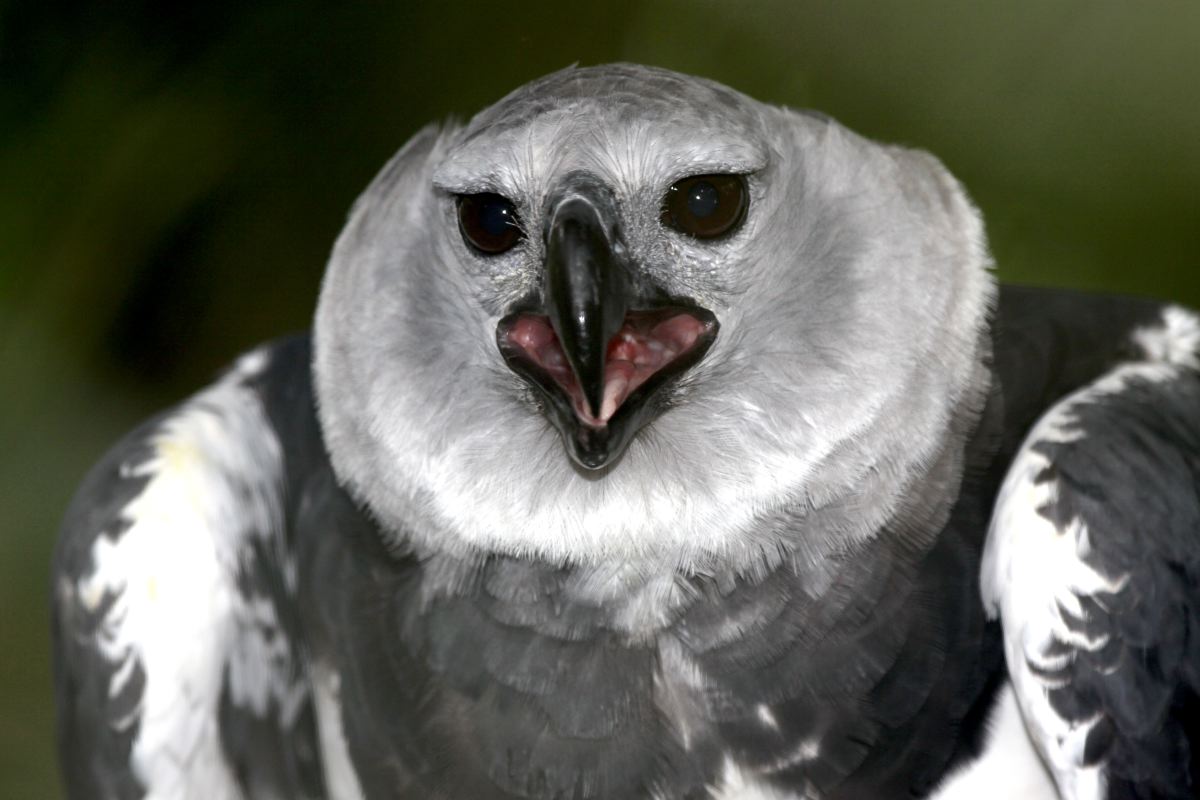 Fotografias de Aves (parte 2) : Viajes, Fotografía y Más