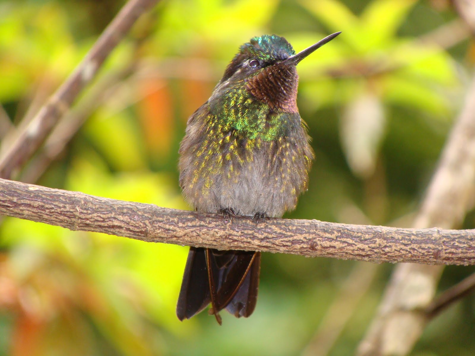 Sharon's Souvenirs: Hummingbirds at Monteverde, Costa Rica