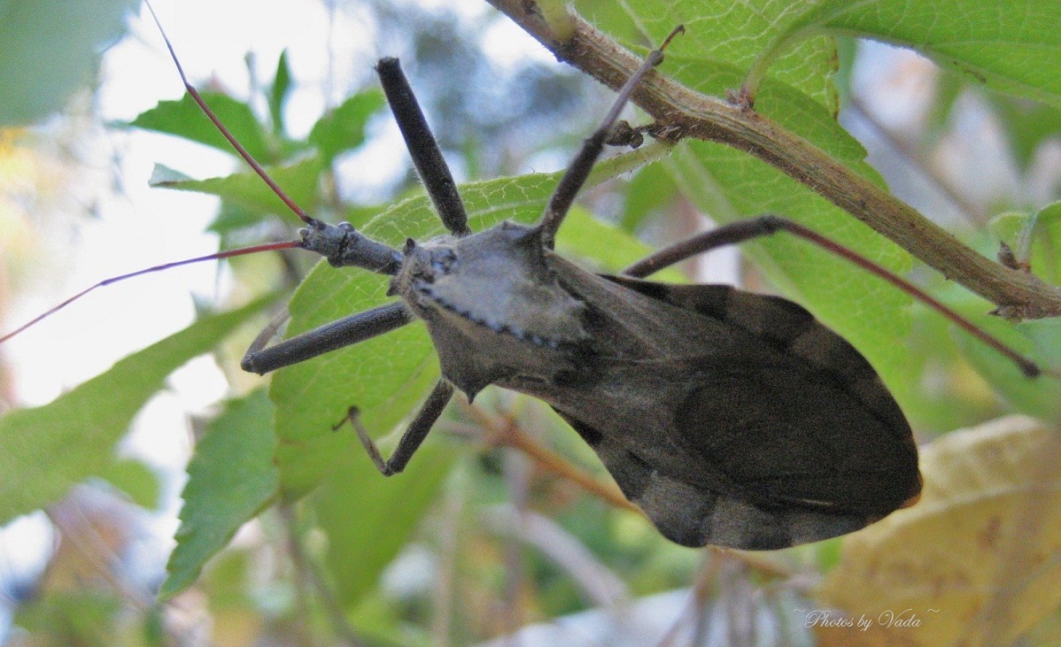 Photos by Vada: October 2010