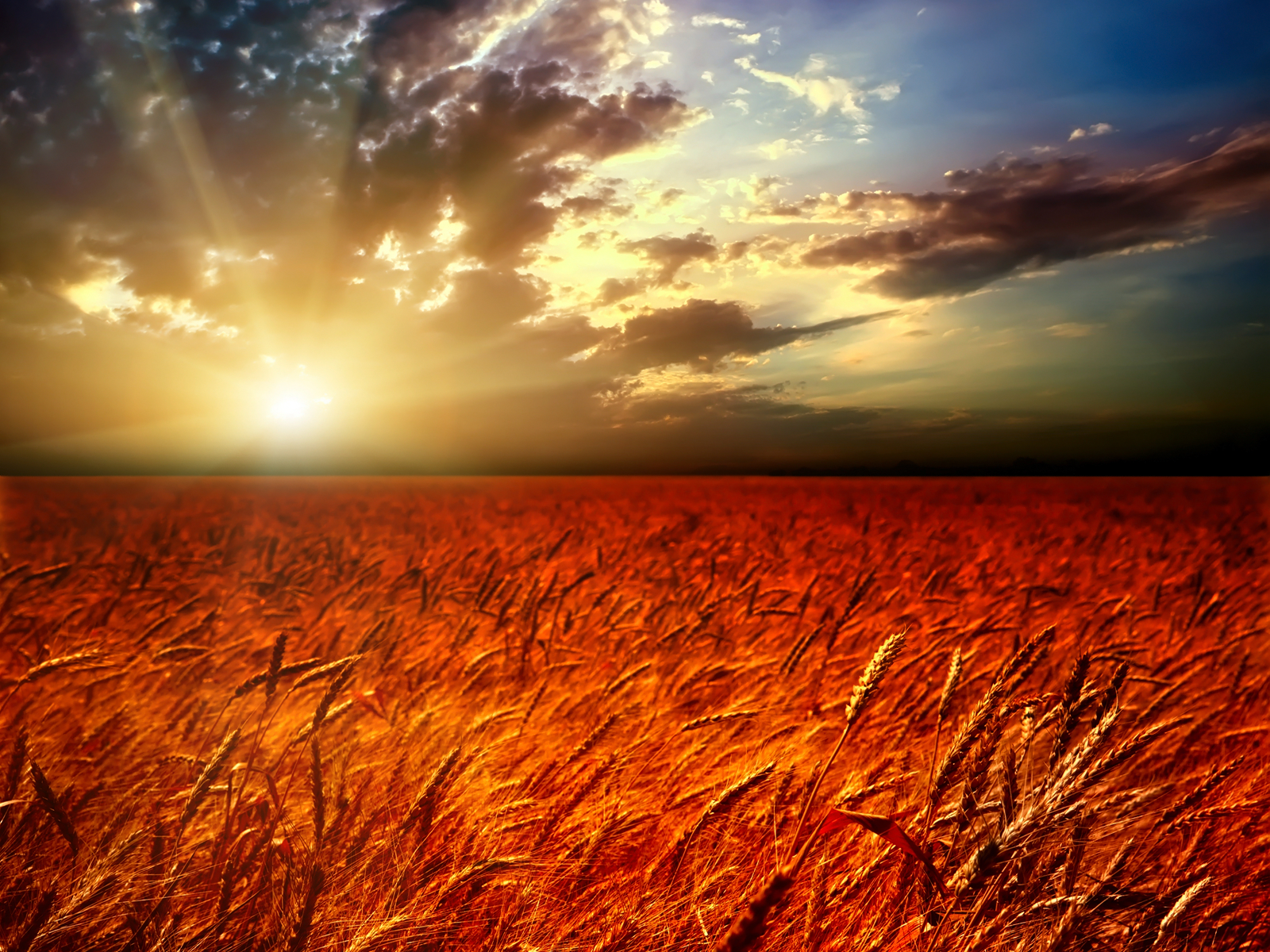 amber wheat wallpaper, sculpture garden may save reefs | inkbluesky