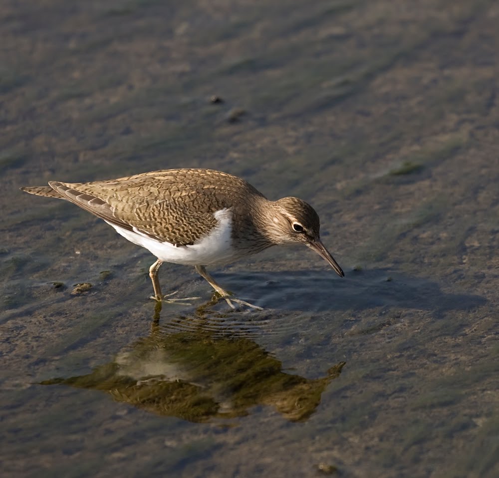 Bird Diversity in South of Italy: Piro piro piccolo - Common Sandpiper ...