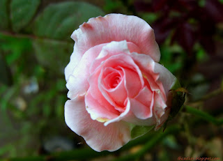 My Thoughts.. My Views....: Flowers from Coorg