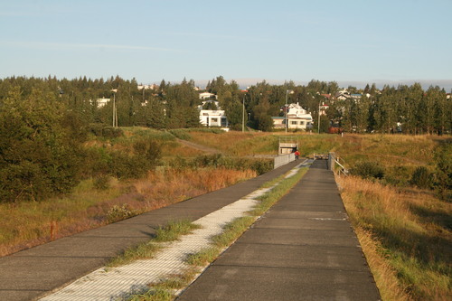 Taiga For BSchutts: Coniferous Trees in Reykjavík, Iceland