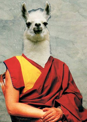 The Daily Llama