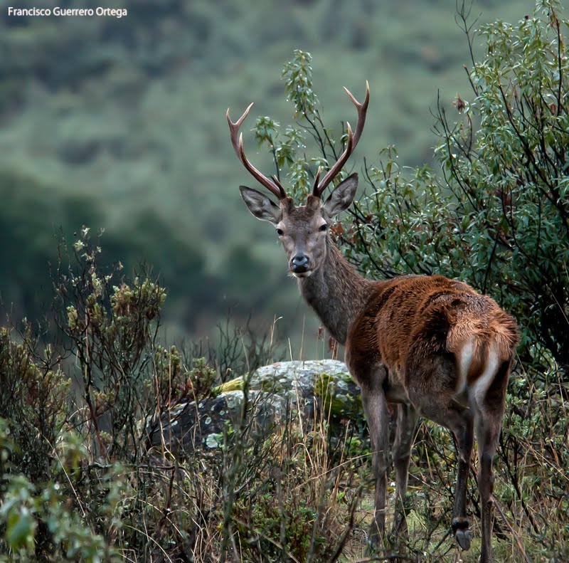 Fotografia de Naturaleza en el Campo de Gibraltar: Andujar 2010 o El ...