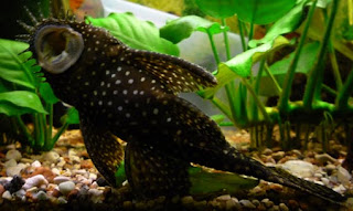 Akwarium - moje hobby: Glonojady