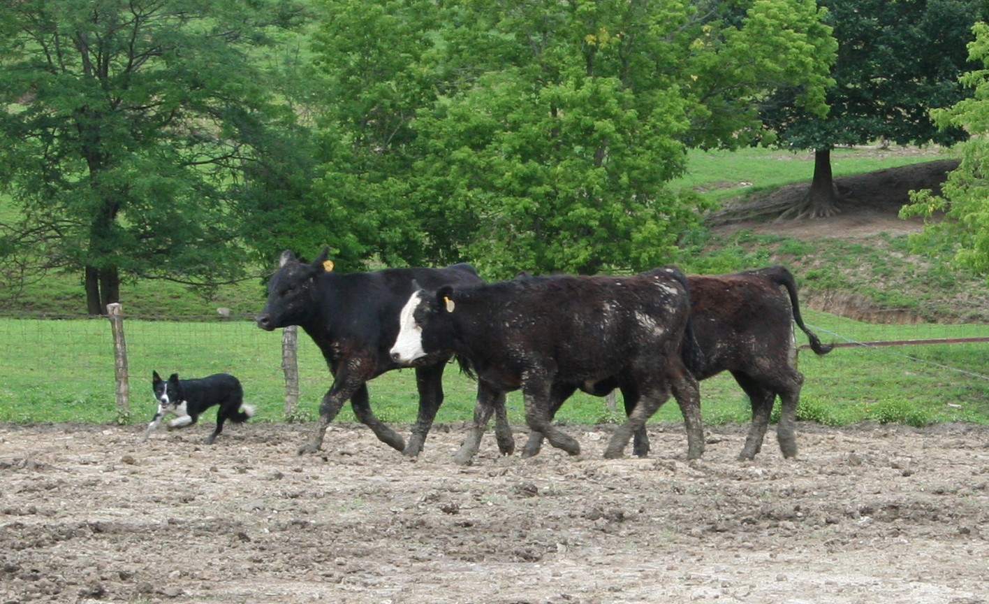 Leaning Tree Australian Cattle Dogs & Border Collies: Great Weekend of ...
