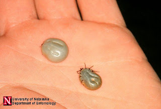 Cottage Country - Ontario, Canada: Ticks in Ontario?! ...ewww,!!
