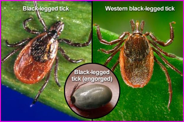 Cottage Country - Ontario, Canada: Ticks in Ontario?! ...ewww,!!
