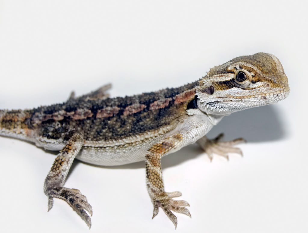Bearded Dragon