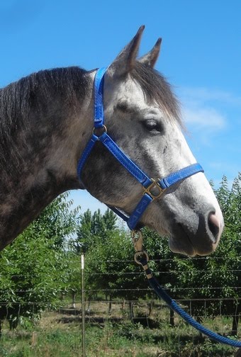 Dees Livestock: Flashy AQHA Dapple Grey Gelding For Sale