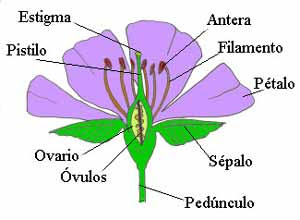 Reproduccion en las Plantas