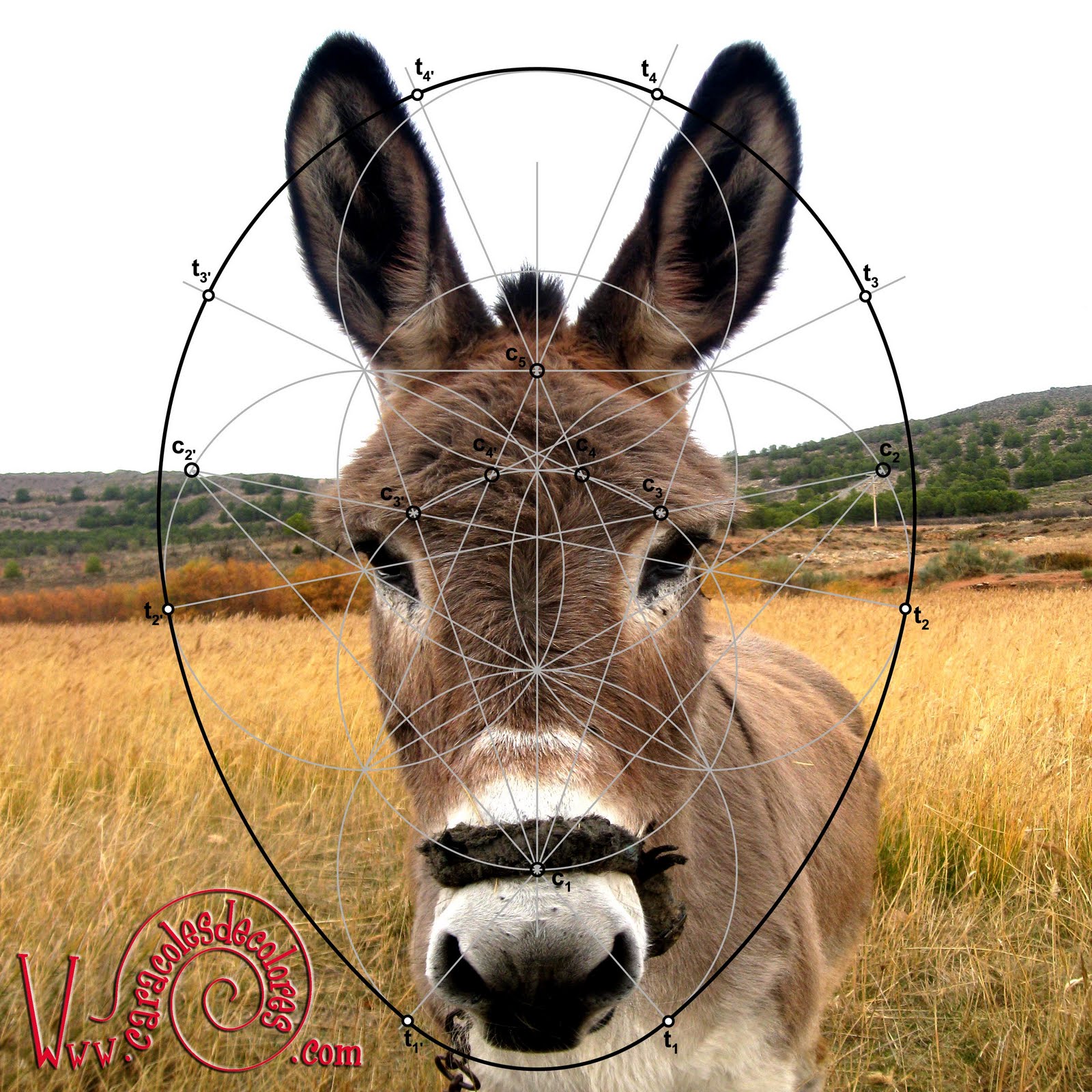 Caracoles de Colores: ¿Qué fue antes el ovoide o el burro?