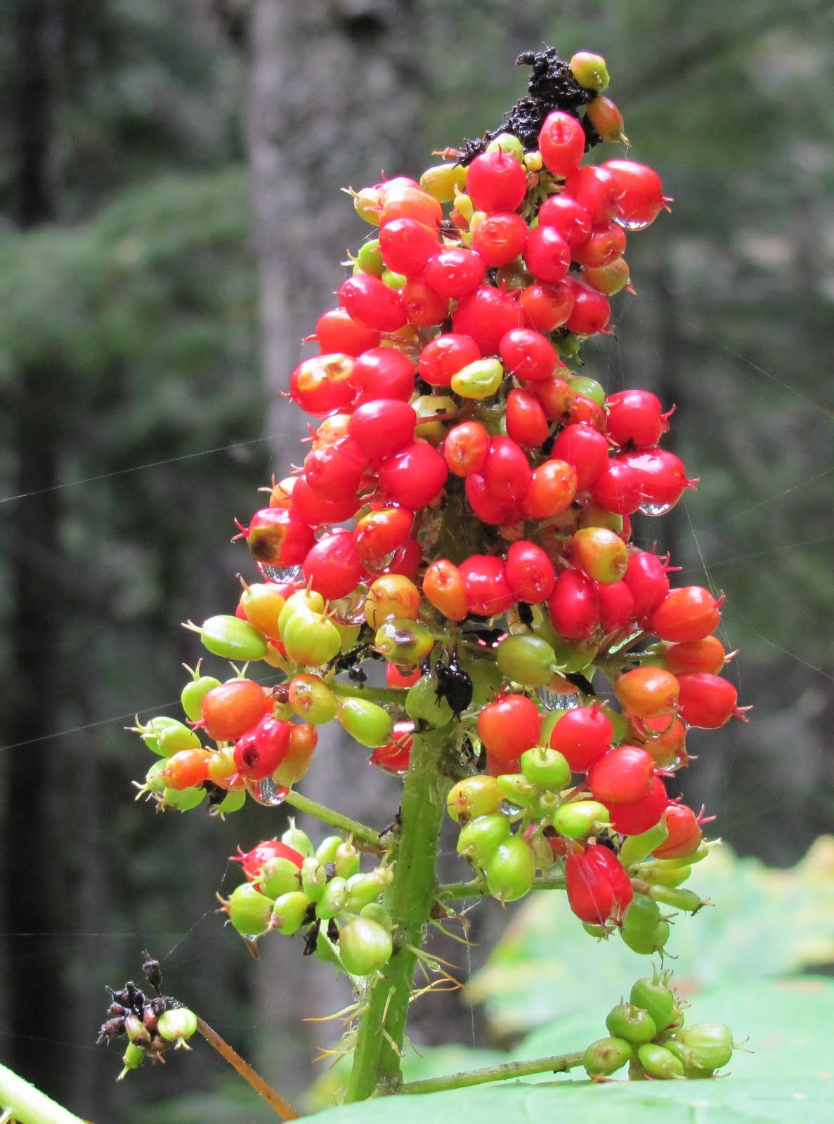 Pacific Northwest Botany: Saturday Botany Photos: Devil's Club ...