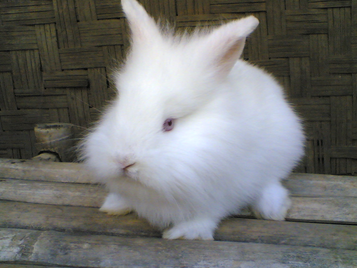 PETERNAKAN KELINCI & HAMSTER: ANAKAN KELINCI LION HEAD