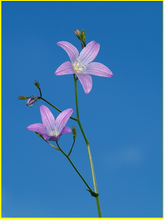 PETER'S MACRO FOTOBLOG: Travniške in gozdne rastline