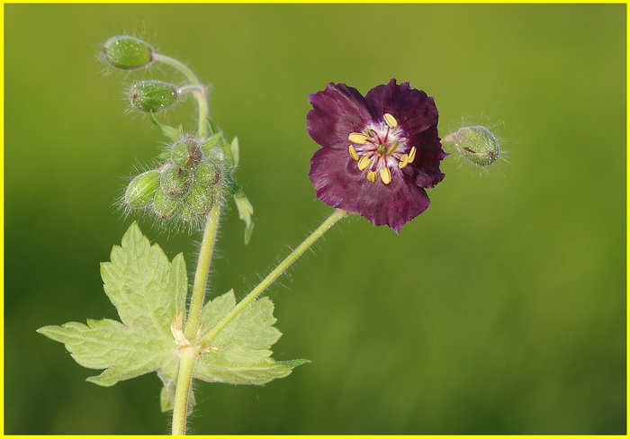 PETER'S MACRO FOTOBLOG: Travniške in gozdne rastline