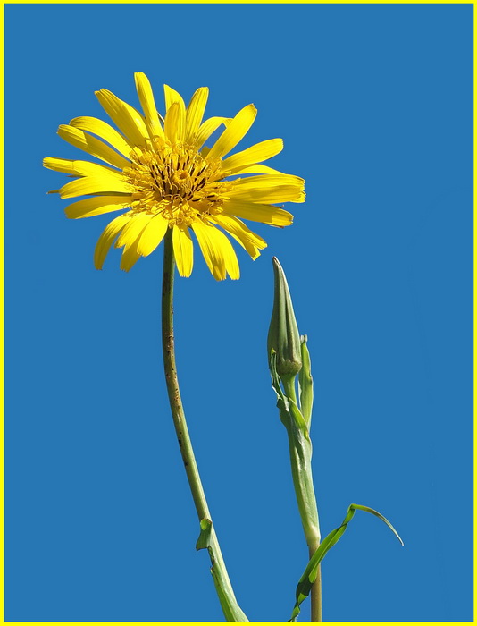 PETER'S MACRO FOTOBLOG: Travniške in gozdne rastline