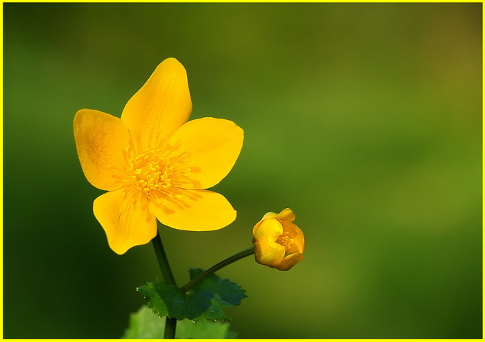 PETER'S MACRO FOTOBLOG: Travniške in gozdne rastline