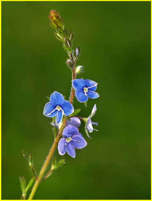 PETER'S MACRO FOTOBLOG: Travniške in gozdne rastline