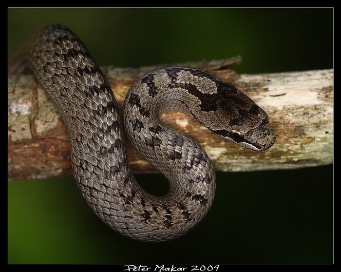 PETER'S MACRO FOTOBLOG: Smokulja (Coronella austriaca)