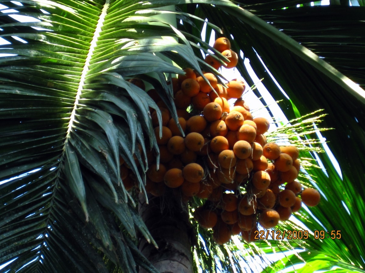 Pritham D'Souza Photography: The Arecanut Garden