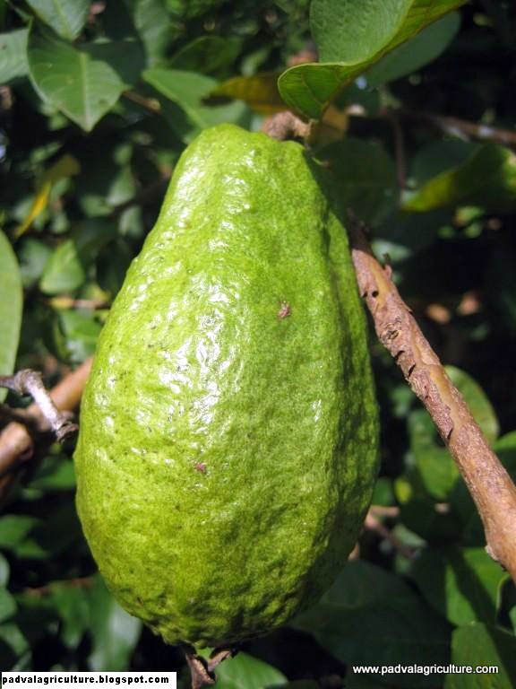 PADVAL AGRICULTURE AND FARM ENTERPRISES: Plantation and Fruit Crops