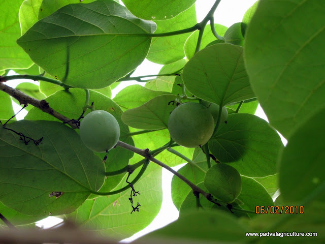 PADVAL AGRICULTURE AND FARM ENTERPRISES: Plantation and Fruit Crops