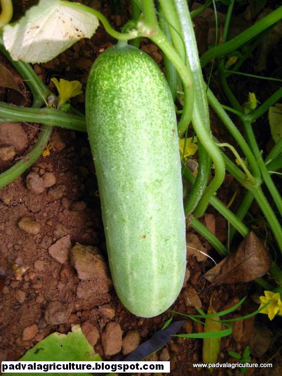 PADVAL AGRICULTURE AND FARM ENTERPRISES: Vegetable Farming