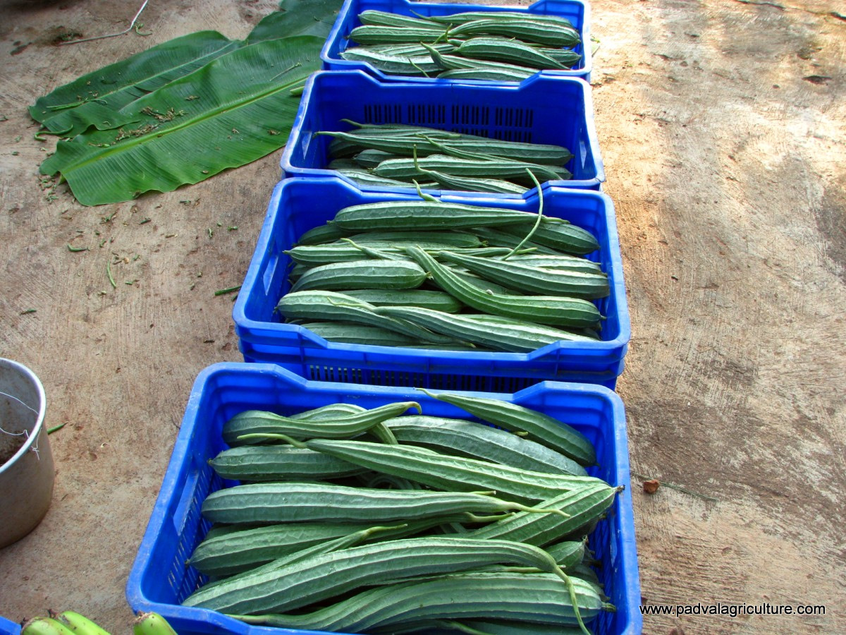 PADVAL AGRICULTURE AND FARM ENTERPRISES: Vegetable Farming