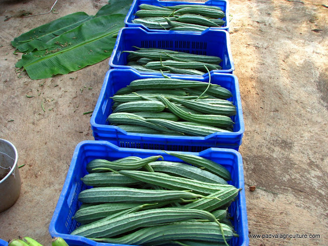 PADVAL AGRICULTURE AND FARM ENTERPRISES: Vegetable Farming