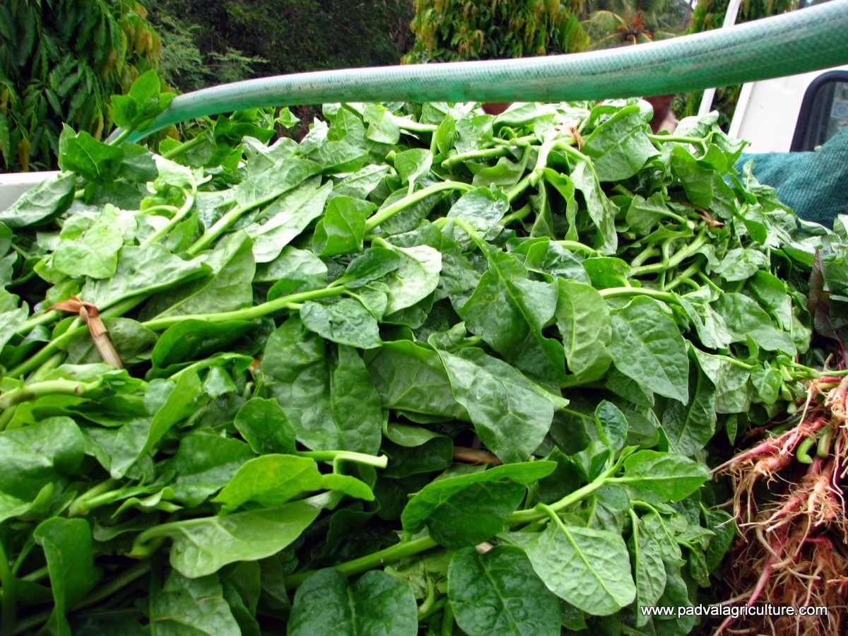 PADVAL AGRICULTURE AND FARM ENTERPRISES: Vegetable Farming