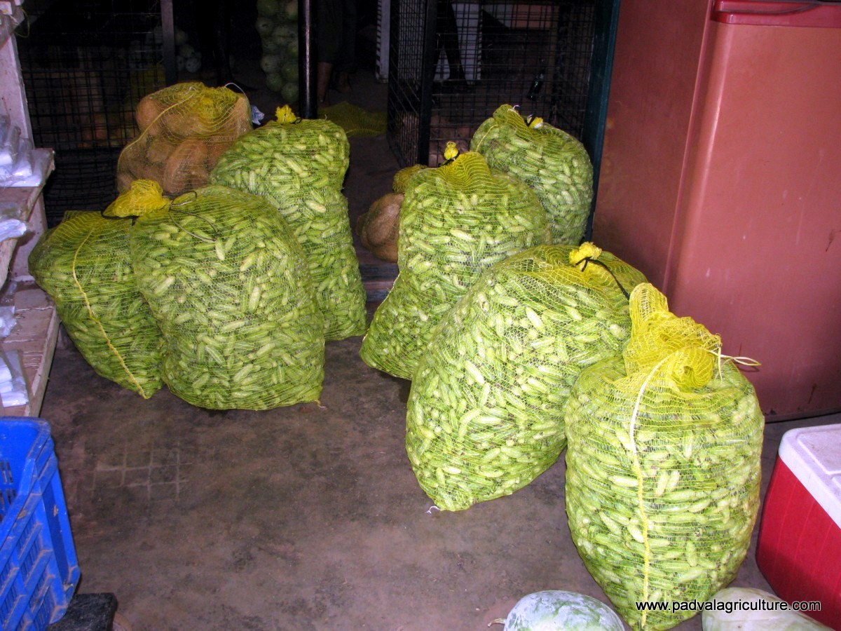 PADVAL AGRICULTURE AND FARM ENTERPRISES: Vegetable Farming