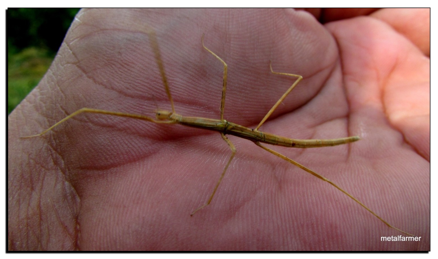 Pritham D'Souza Photography: Stick Insect using Macro Mode Canon SX30 IS