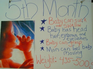 Diamondcatcher: Fifth month- fetal development