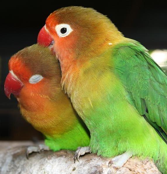 Jual Beli Parkit Online