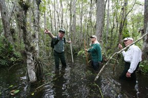 Photo Journal: Swamp Walk - Muck About - 2008