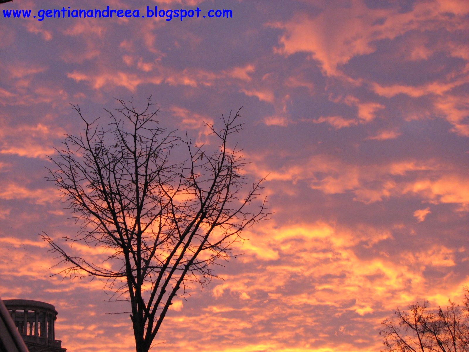 Gentiana Andreea: Rasarit de soare 2010.12.08