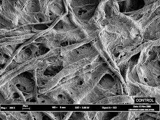Adrian's baboonstudio: Filter paper SEM