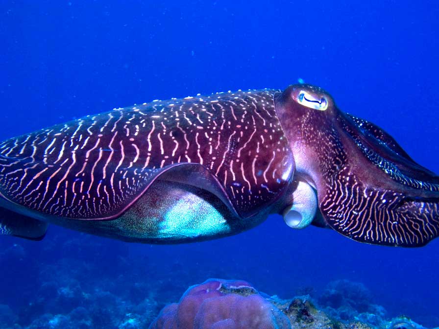 Aqua Marine Discovery: Cuttlefish