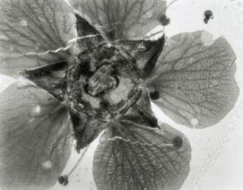 Updates, Live: Stan Brakhage: Mothlight (1963)