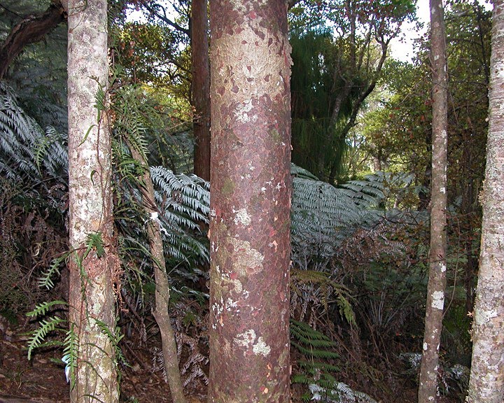 WADE T DOAK'S BLOG: JOURNEYS OVER WHAKAIRIORA-THE SACRED MOUNTAIN: Part one